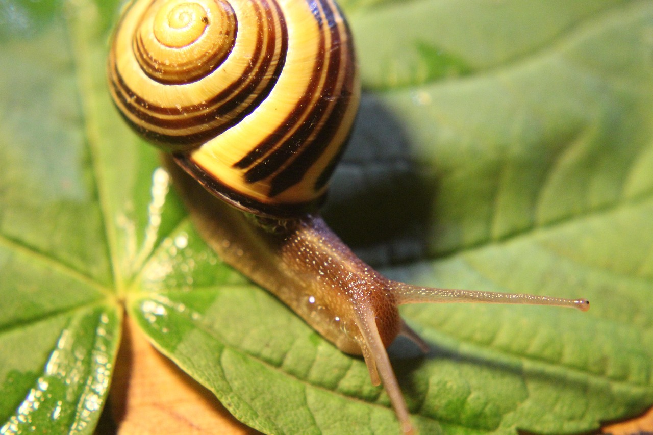 Salyangoz Gastropoda Yumuşakçalar - Pixabay'de ücretsiz fotoğraf - Pixabay