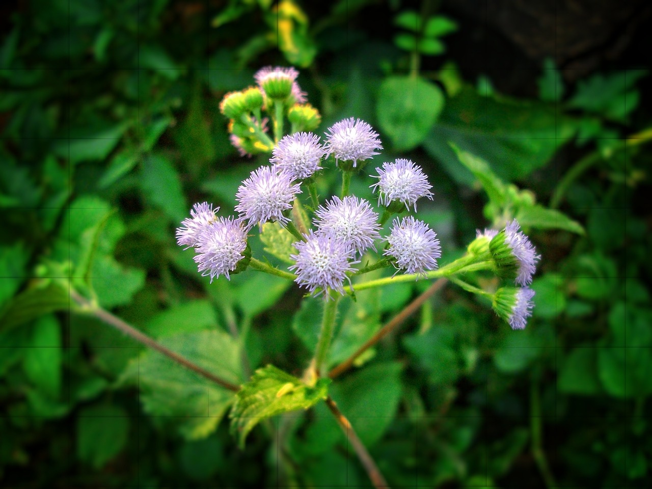 Planta Cosas Vivas En La - Foto gratis en Pixabay - Pixabay