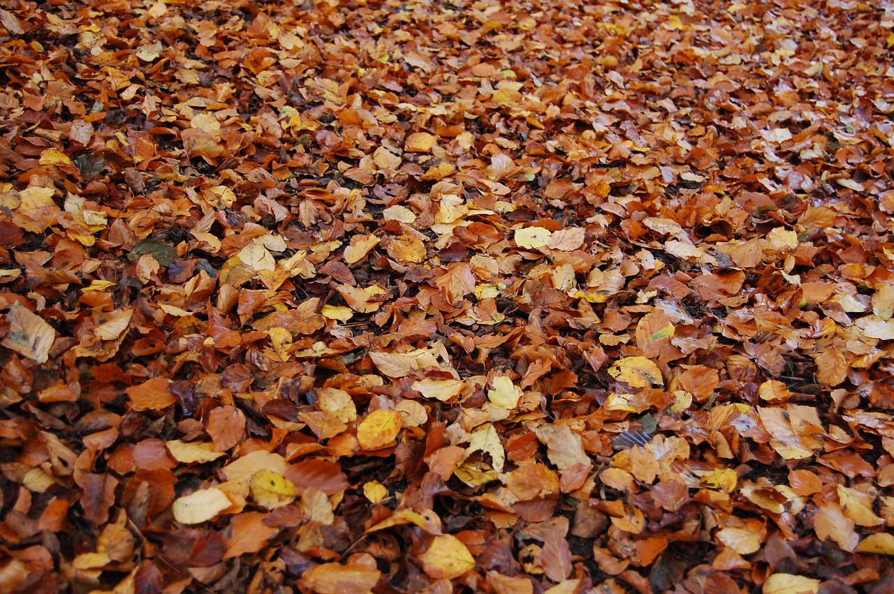 Laub Herbst Natur - Kostenloses Foto auf Pixabay - Pixabay