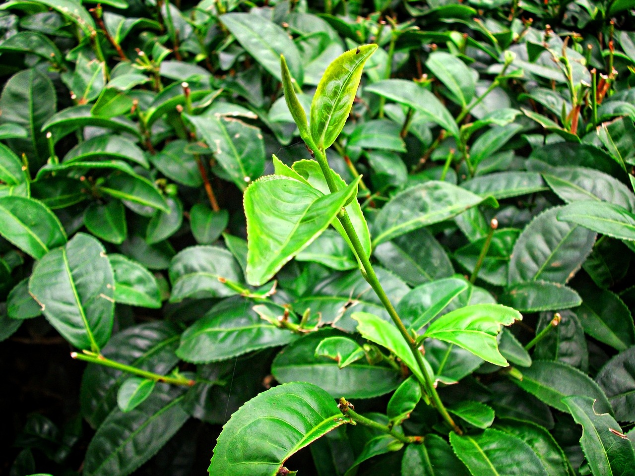 Planta Cosas Vivas En La - Foto gratis en Pixabay - Pixabay