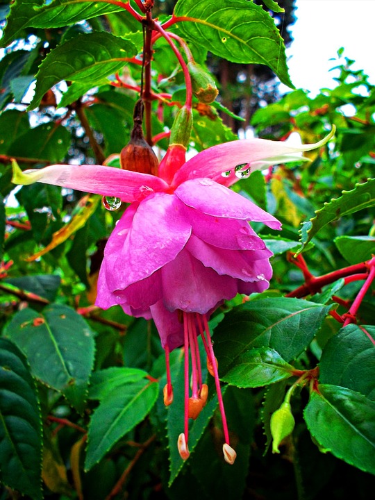 Planta Cosas Vivas En La - Foto gratis en Pixabay - Pixabay