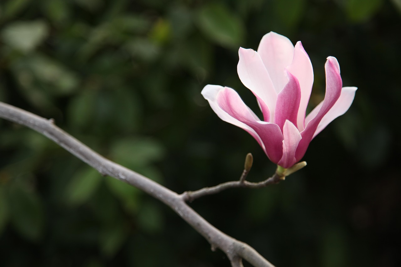 Magnolia Flowers Flower Sea Of - Free photo on Pixabay