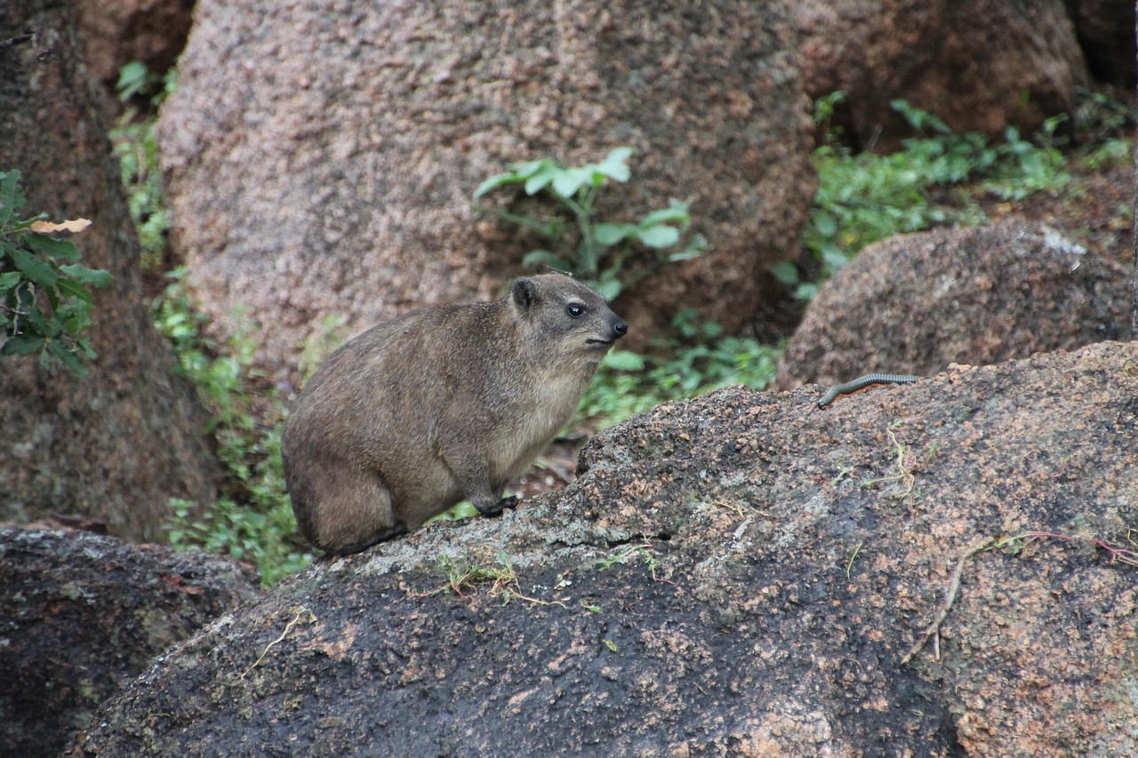 Rock Hyrax Animal Mamífero - Foto gratis en Pixabay - Pixabay