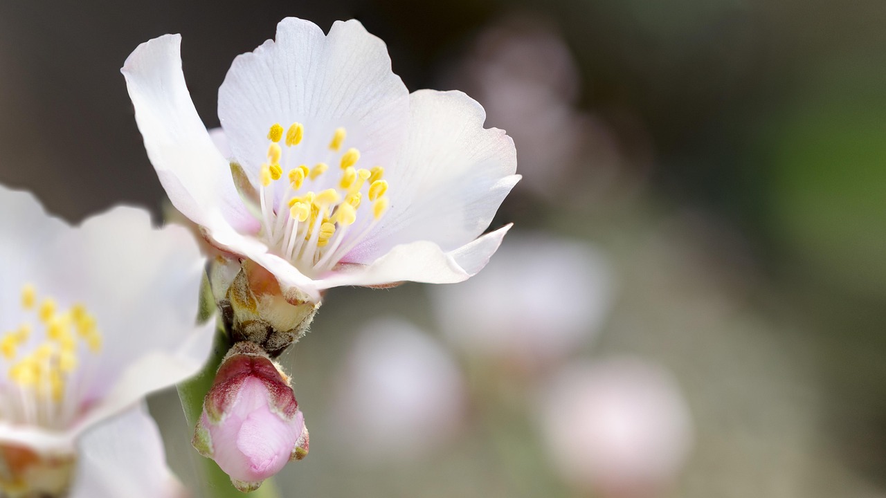 Flor De Almendro Primavera Fotos - Foto gratis en Pixabay - Pixabay