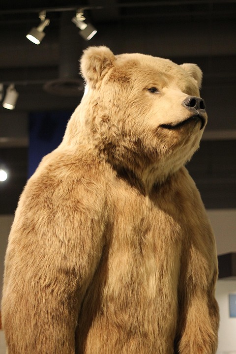 Ours Musée Alaska - Photo gratuite sur Pixabay - Pixabay