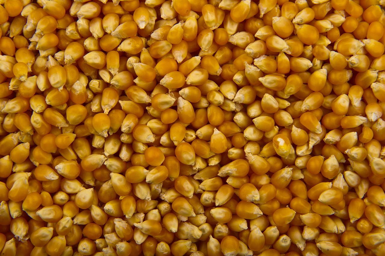 Food Popcorn Orange - Free photo on Pixabay - Pixabay