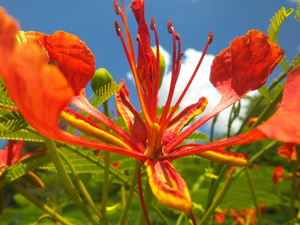 Blumen Natur - Kostenloses Foto auf Pixabay