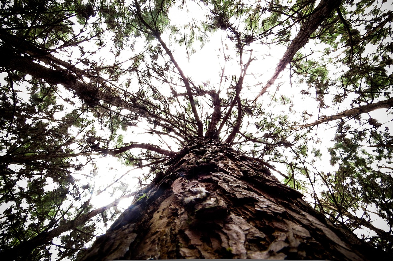 Árbol Naturaleza Pino - Foto gratis en Pixabay - Pixabay
