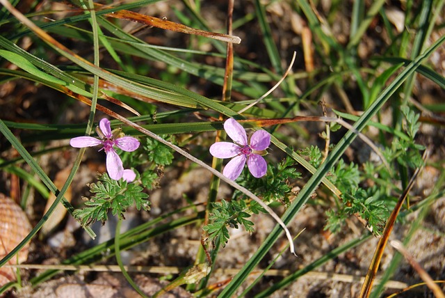 Violetti Kukka Wildflower - Ilmainen valokuva Pixabayssa - Pixabay
