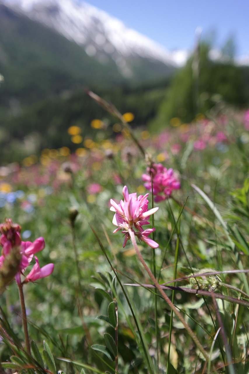 Alpine Meadow Flowers Mountain - Free photo on Pixabay - Pixabay