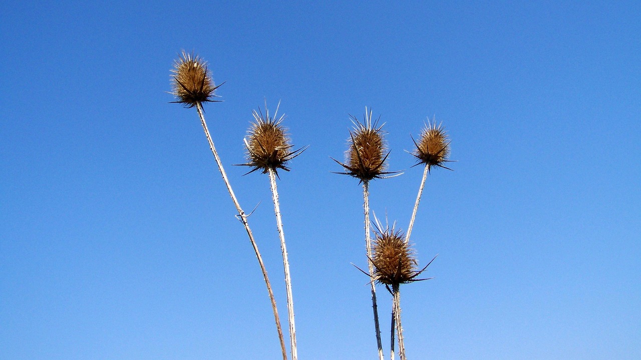 Enfermedad Del Burro Planta Seca - Foto gratis en Pixabay - Pixabay