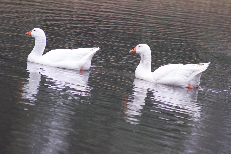 White Geese Duo - Free photo on Pixabay - Pixabay