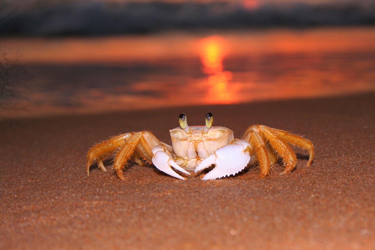 100,000+ Free Blue Crab & Crab Images - Pixabay