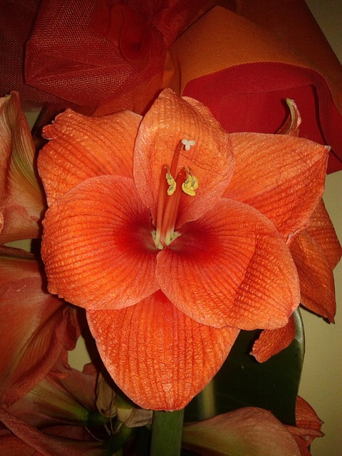 Flor Presente - Foto gratuita no Pixabay - Pixabay