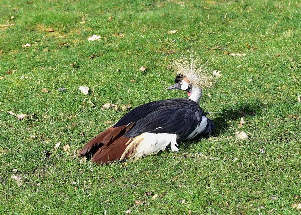 Kronenkranich Kopfschmuck Tierwelt - Kostenloses Foto auf Pixabay - Pixabay