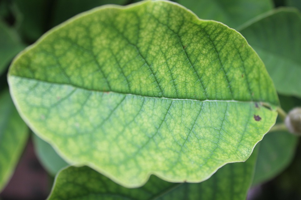 Nature Leaf Green - Free photo on Pixabay