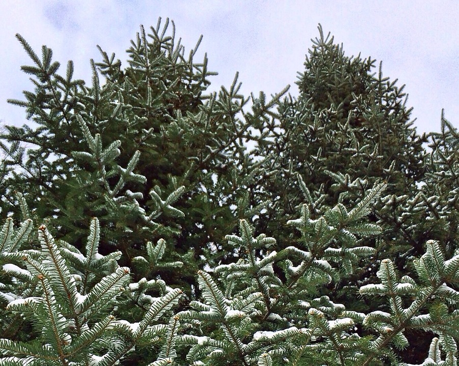 Tree Snow Green - Free photo on Pixabay