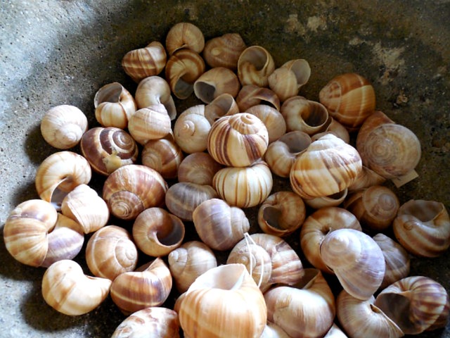 Caracol Conchas Animal - Foto gratis en Pixabay - Pixabay