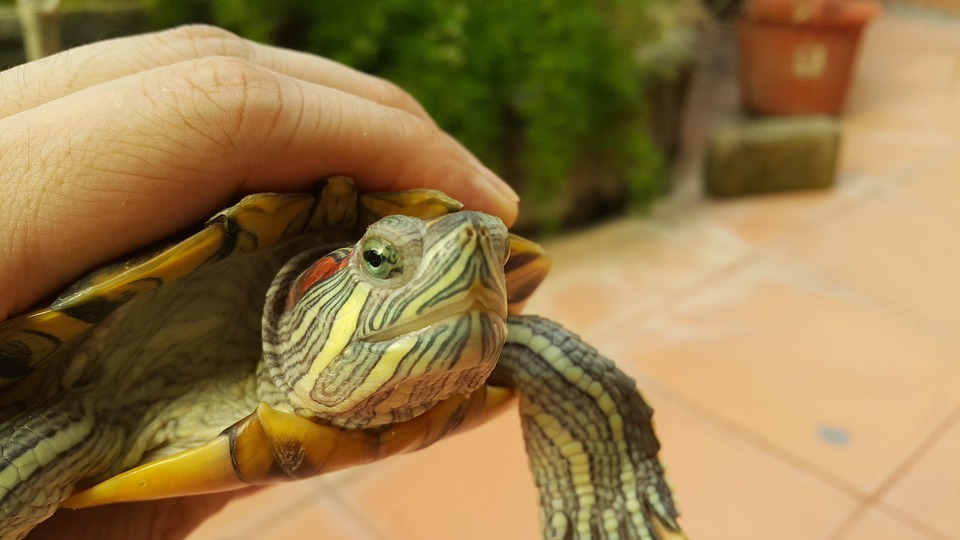Tortuga Hicotea - Foto gratis en Pixabay - Pixabay
