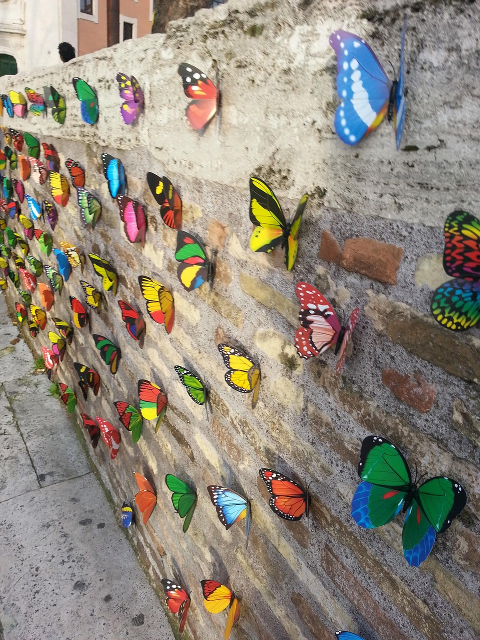 Rome Butterfly Free Photo On Pixabay Pixabay