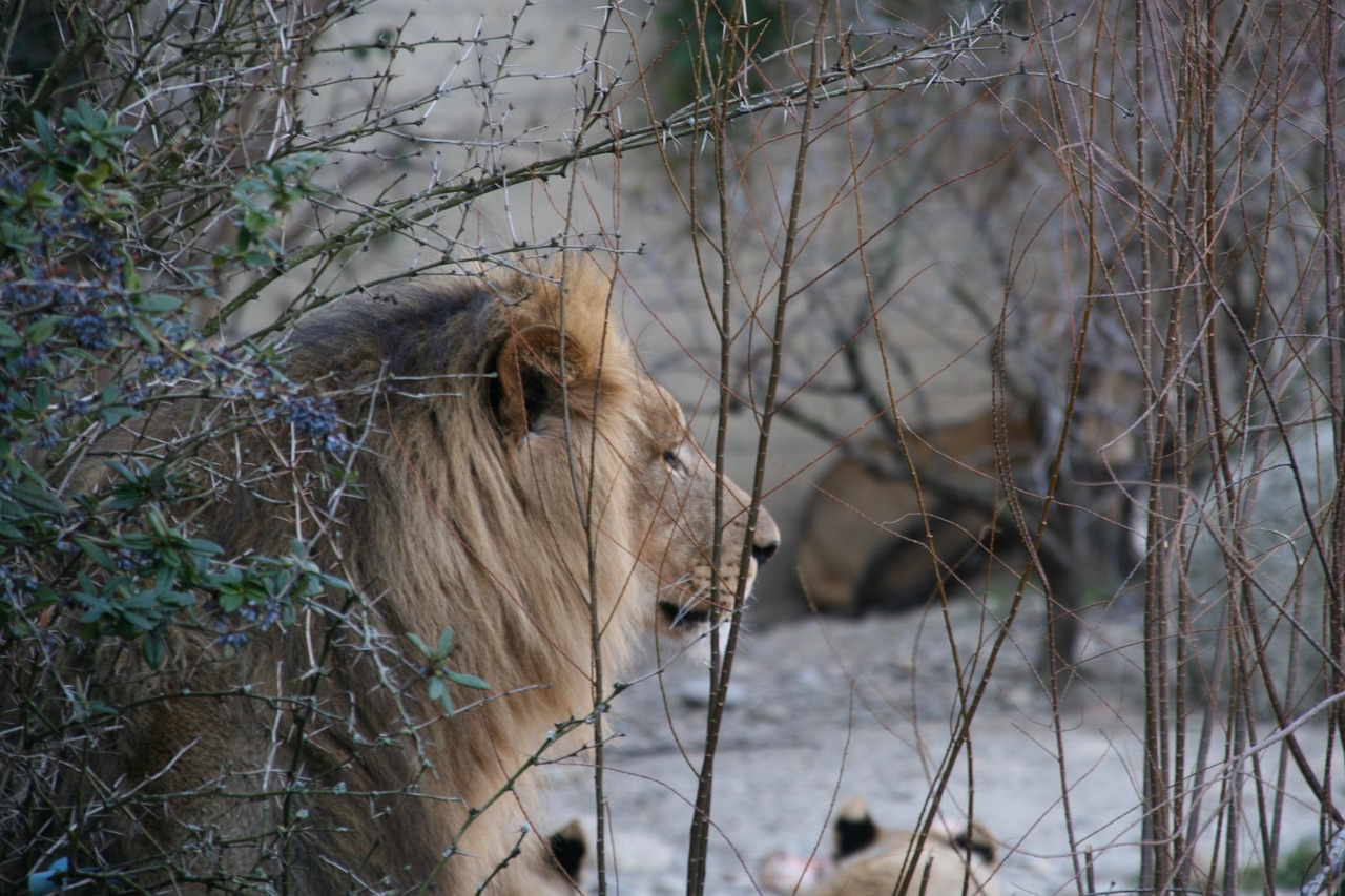 Lion Zoo Suisse - Photo gratuite sur Pixabay - Pixabay