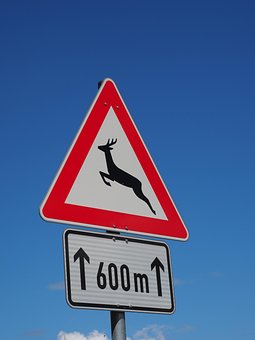 20+ kostenlose Wildwechsel und Straßenschild-Bilder