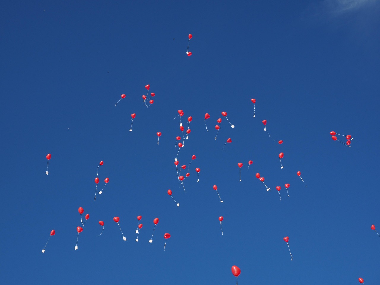 40,000+ Free Fly Away & Fly Images - Pixabay