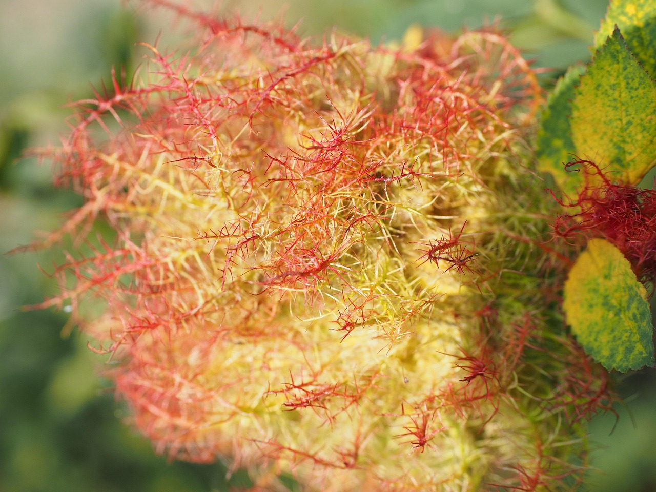 超过 6 张关于“Gall Apple”和“自然”的免费图片 - Pixabay