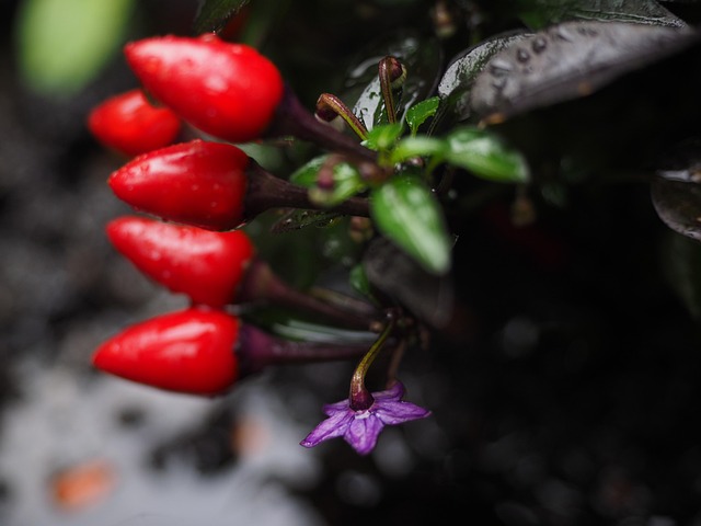Poivrons D'Ornement Fruit Baies De - Photo gratuite sur Pixabay - Pixabay