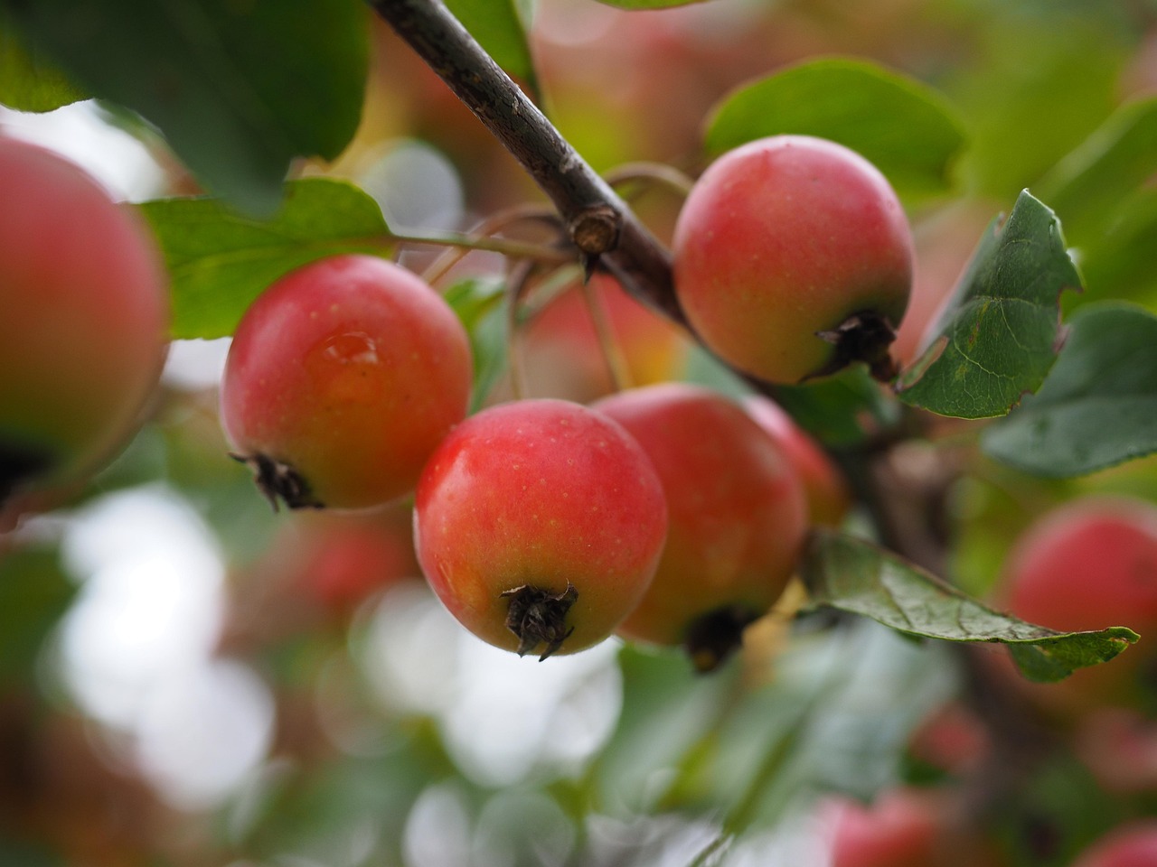 100+ Free Mallu & Malus Images - Pixabay