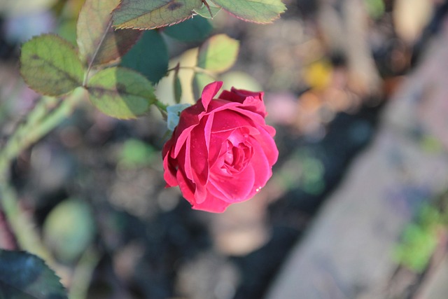 Red Rose Germany Flower - Free photo on Pixabay