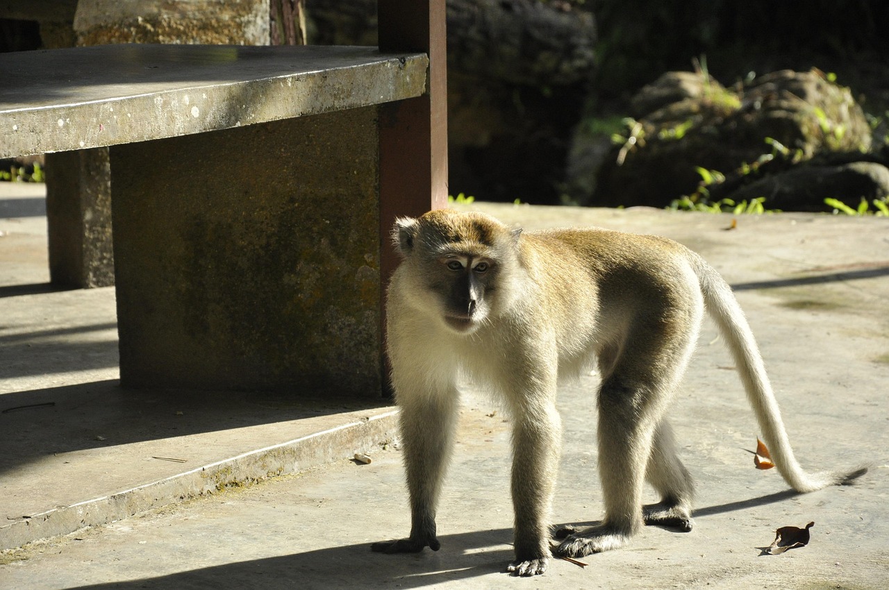 Macaco Animal Selvagem Animais - Foto gratuita no Pixabay - Pixabay