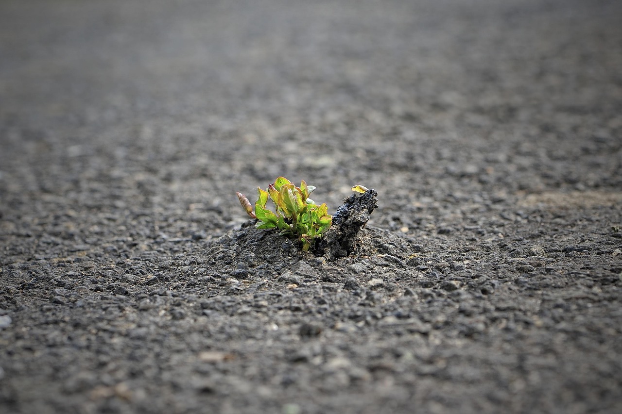 100+ Free Breakthrough & Nature Images - Pixabay