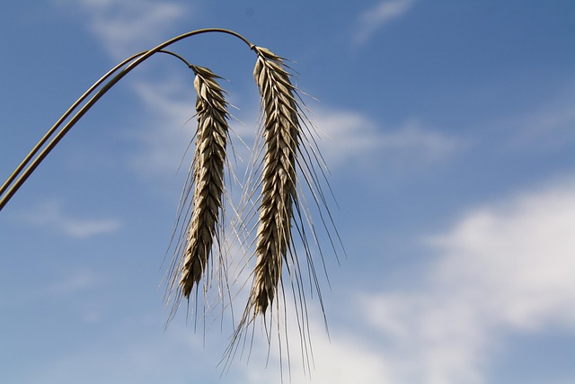 Grain Spike - Free photo on Pixabay - Pixabay
