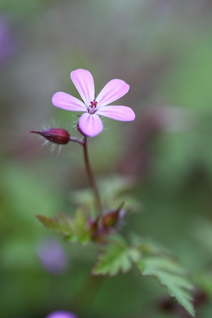 Geranium Fleur Flore - Photo gratuite sur Pixabay - Pixabay