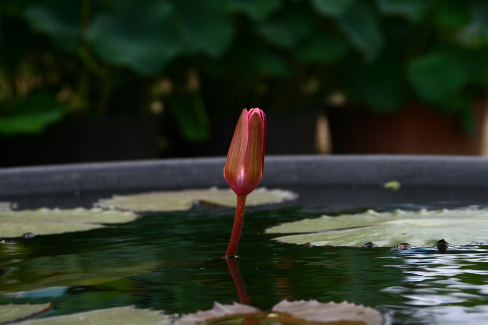 Lotus Blomma Buddhism - Gratis foto på Pixabay - Pixabay