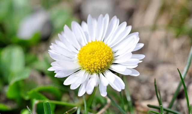 Flor Margarida Plantar - Foto gratuita no Pixabay - Pixabay