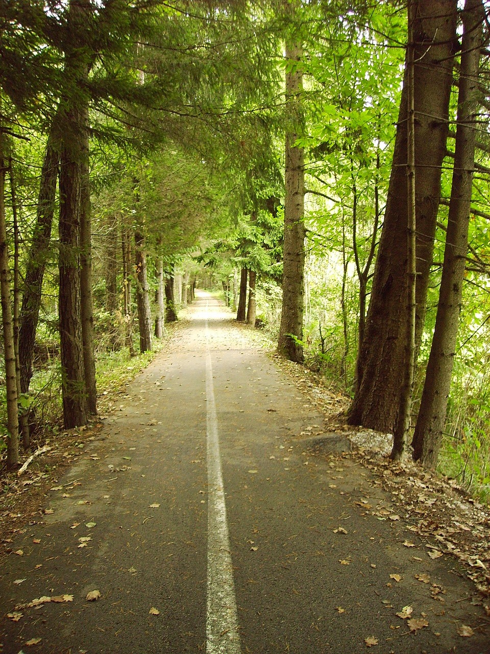 Bike Path Forest Green - Free photo on Pixabay - Pixabay