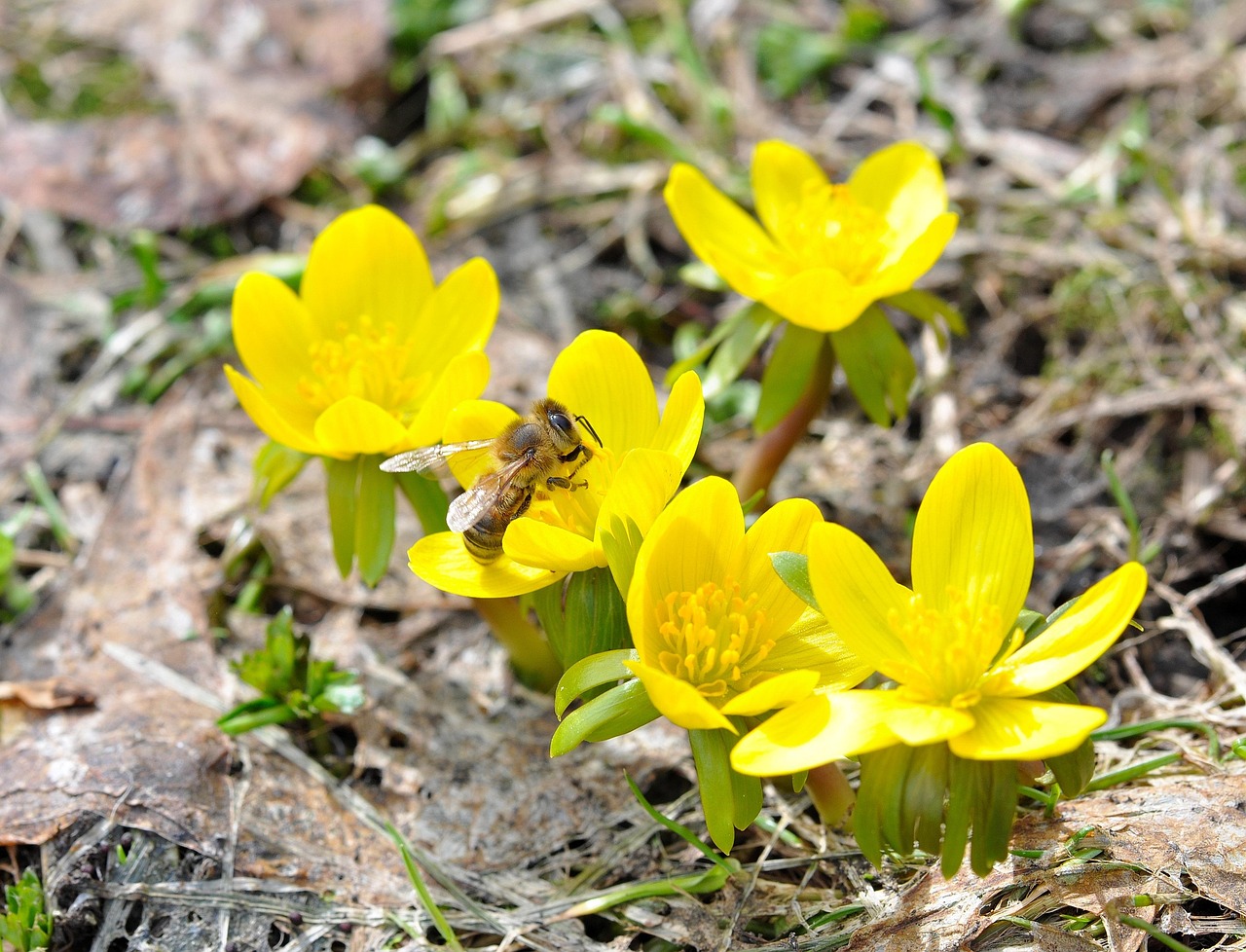 100+ kostenlose Winterlinge und Natur-Bilder - Pixabay