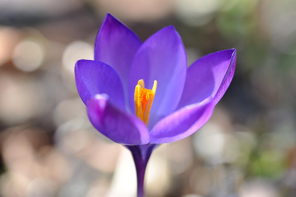 Crocus Flower Blossom - Free photo on Pixabay - Pixabay
