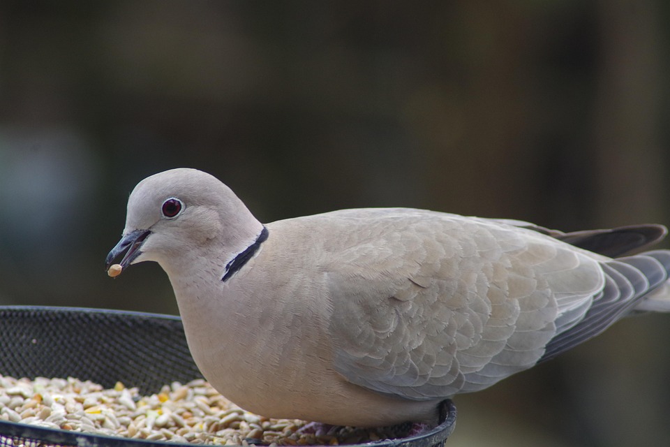 Dove Collar Bird - Free photo on Pixabay - Pixabay