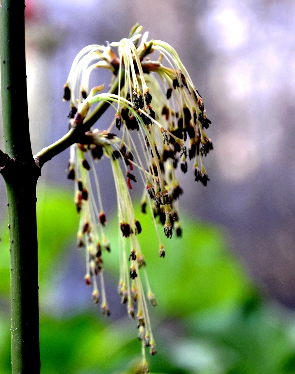 Acero Verde Albero In Fiore - Foto gratis su Pixabay - Pixabay