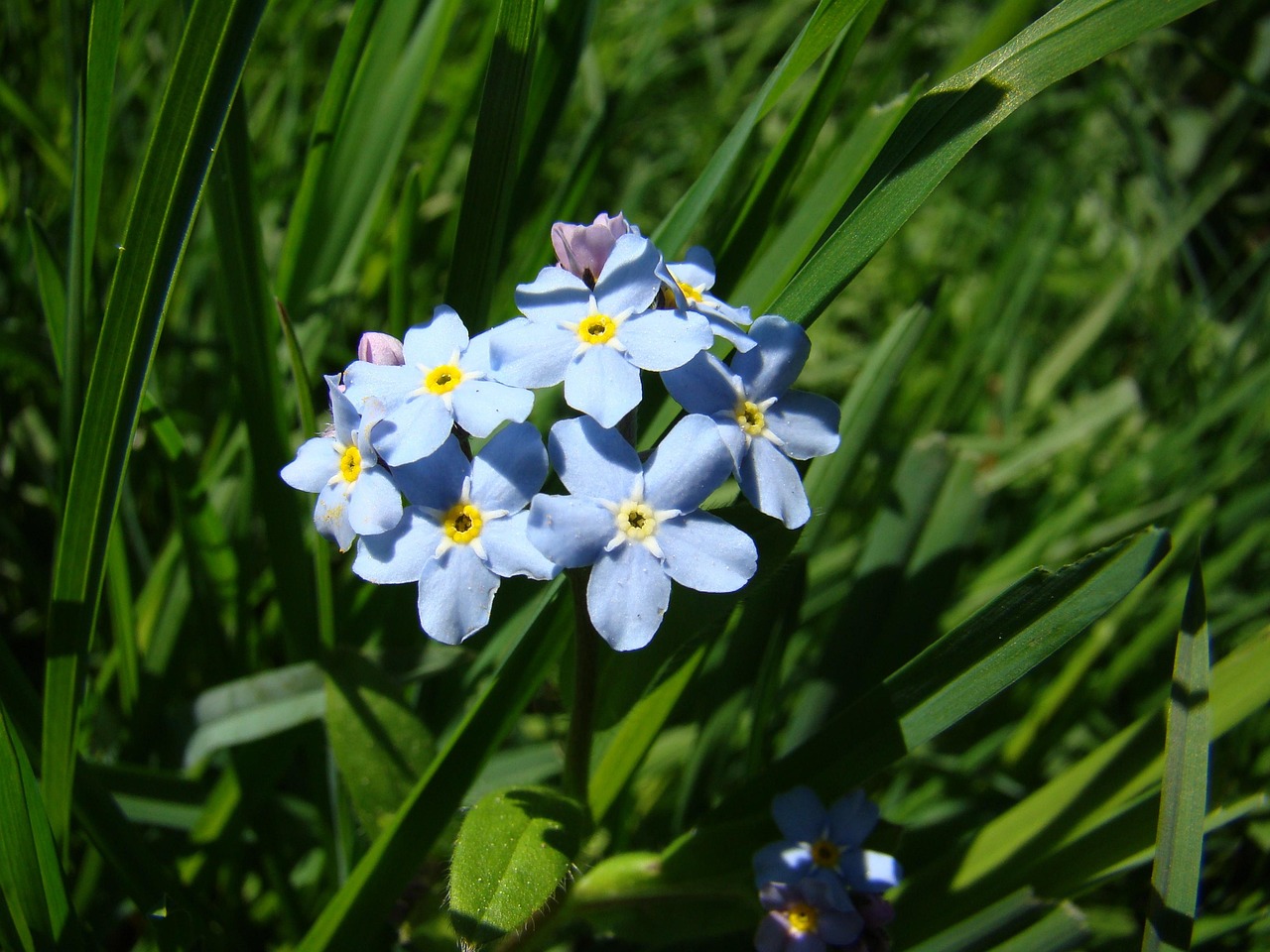 400,000+ Free Forget-Me-Not Flowers & Forget-Me-Not Images - Pixabay