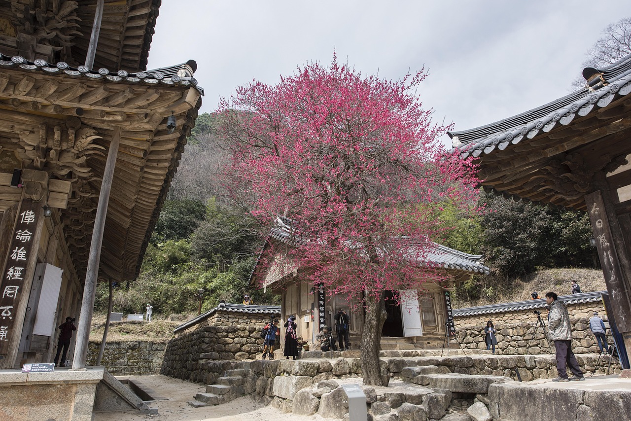 Hwaeomsa Temple Red Plum - Free photo on Pixabay - Pixabay
