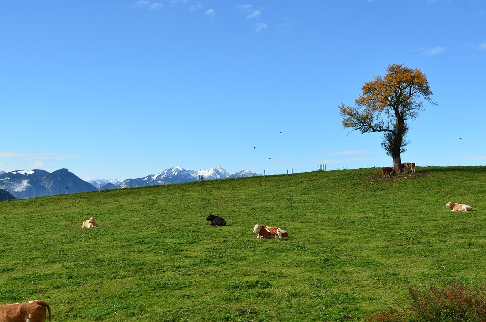 Tree Alps Pasture - Free photo on Pixabay - Pixabay