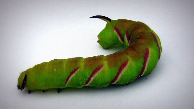 Oruga Animal Gruesa De - Foto gratis en Pixabay - Pixabay