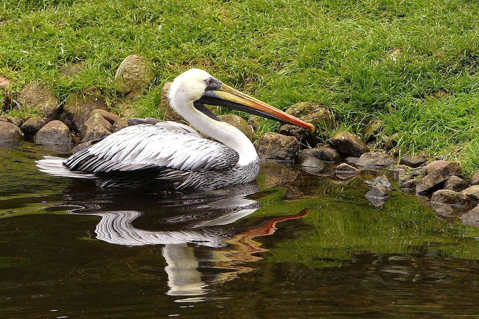 Bird Big Pelican Large - Free photo on Pixabay - Pixabay