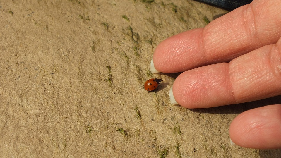Coccinelle Main Insecte Relation - Photo gratuite sur Pixabay - Pixabay
