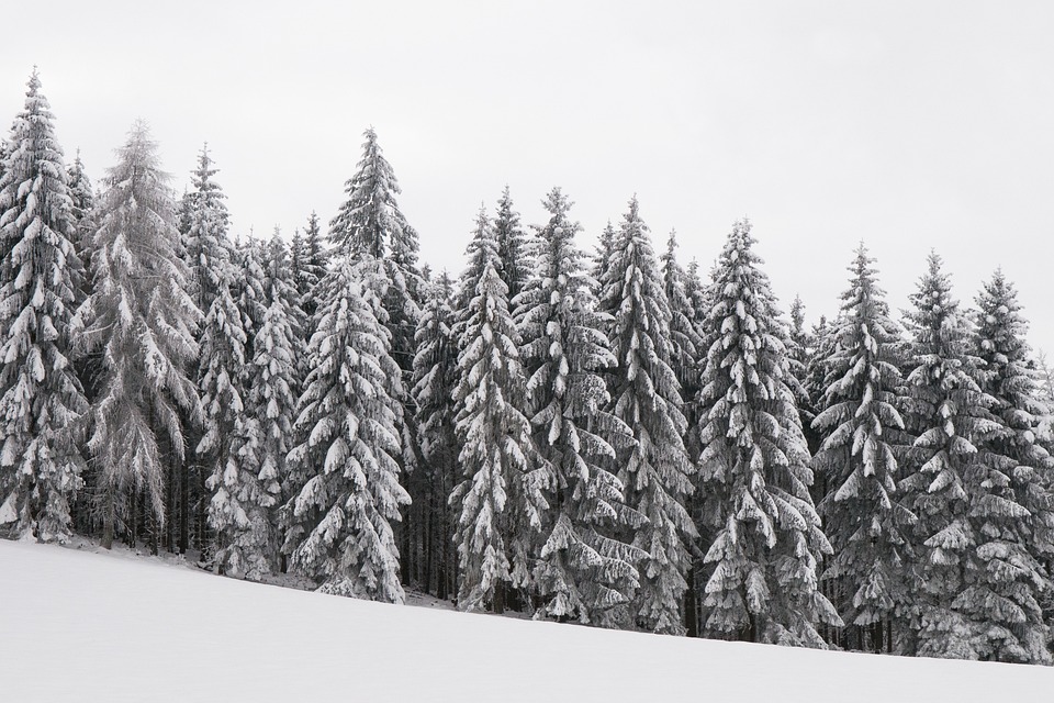 Wald Winterlandschaft Verschneit - Kostenloses Foto auf Pixabay - Pixabay