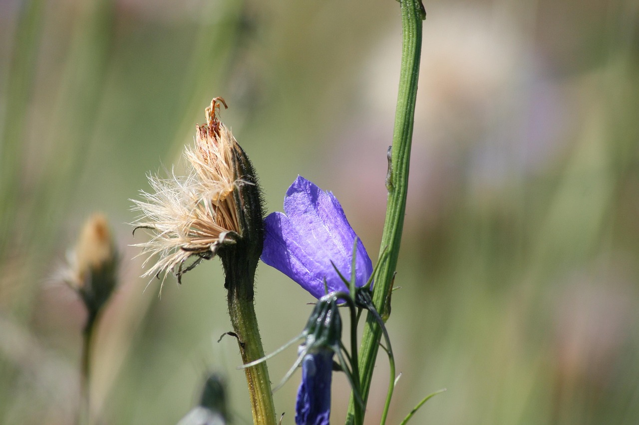 Fiore Natura Viola - Foto gratis su Pixabay - Pixabay